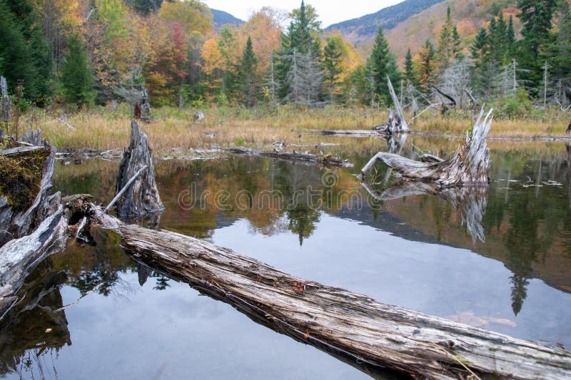 Scenic Fall Landscape Featuring a Group of Dead Trees Surrounded by a ...
