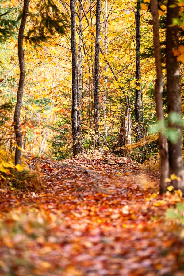 Scenic Fall Pathway in the Province of Quebec Stock Photo - Image of ...