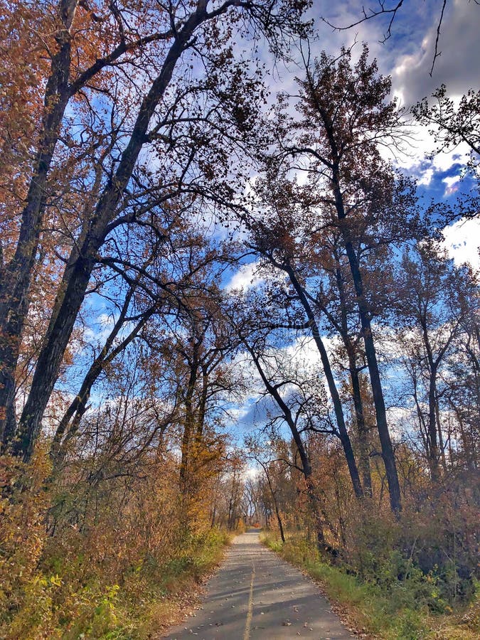 Scenic Fall Treelined Path stock image. Image of calgary - 161647195