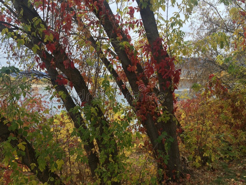 Scenic Fall Walk at the Park Stock Image - Image of branch, spring ...