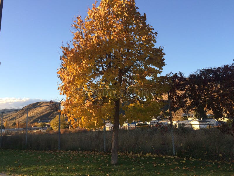 Scenic Fall Walk at the Park Stock Image - Image of nature, grove: 79600577