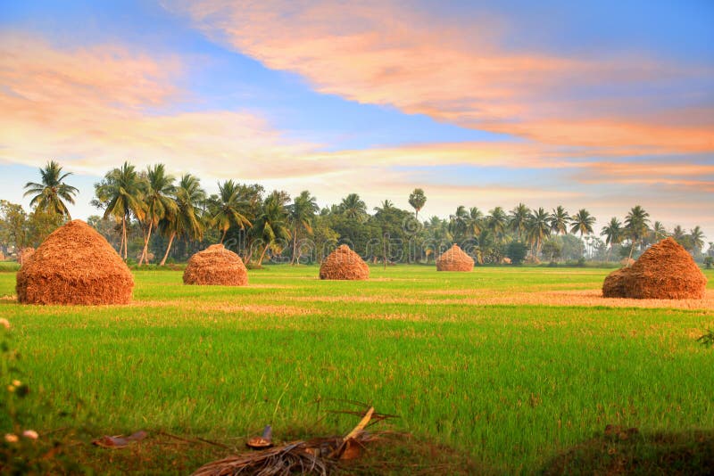 Scenic Farm Landscape in India Stock Image - Image of harvest, eastern ...