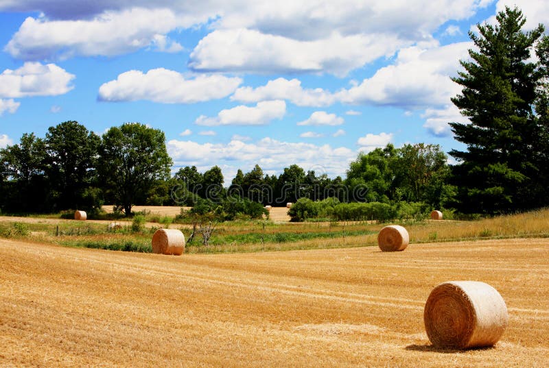 Scenic Field stock image. Image of straw, ranch, summer - 2776619