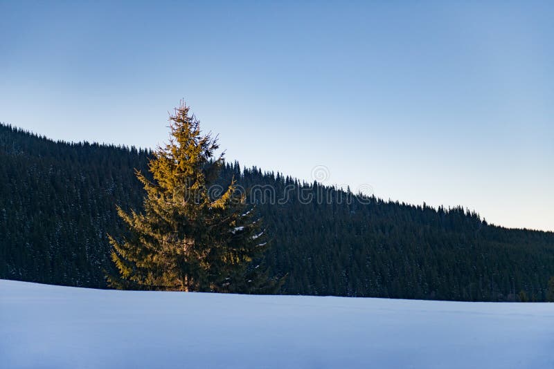 Scenic Fir Tree Illuminated by the Sun on the Slope of a Snowy Mountain ...