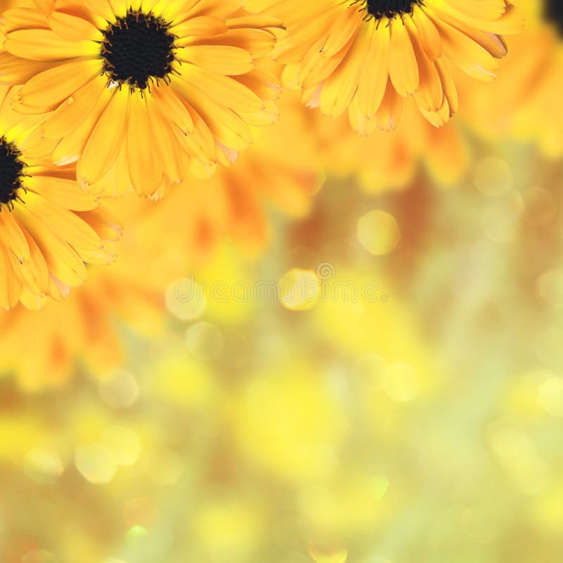 Scenic Floral Border Blurred Background, Flowers Stock Photo - Image of ...