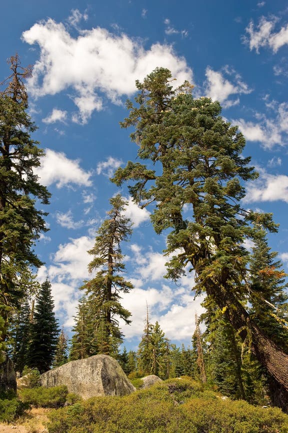 Scenic forest landscape stock photo. Image of scenic, remote - 7213644