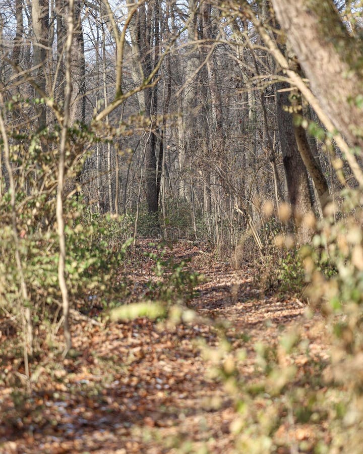 Scenic Forest Path in LaPorte, Indiana Stock Image - Image of natural ...