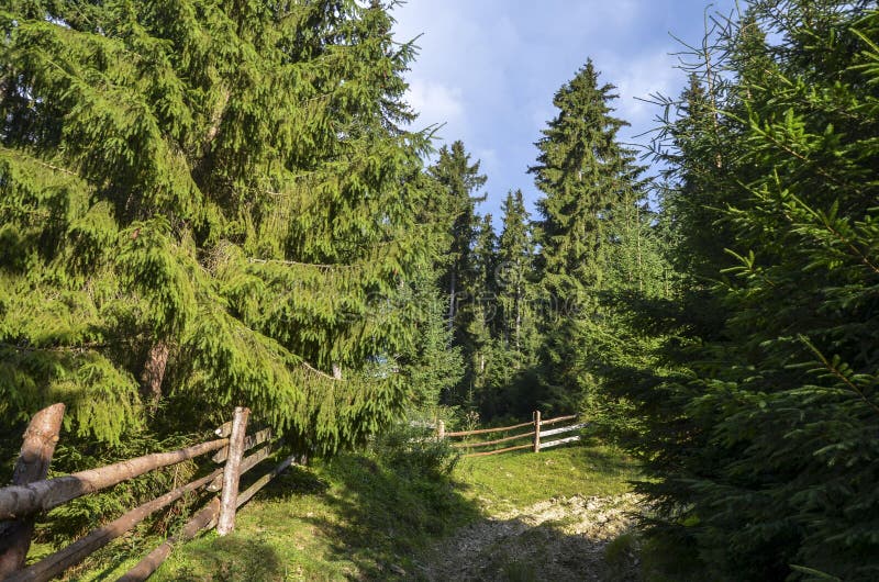 Scenic Forest Path Lined with a Rustic Wooden Fence, Surrounded by Lush ...