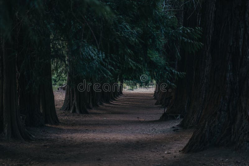 Scenic Forest Path with Lush Green Trees Surrounding it, Creating a ...
