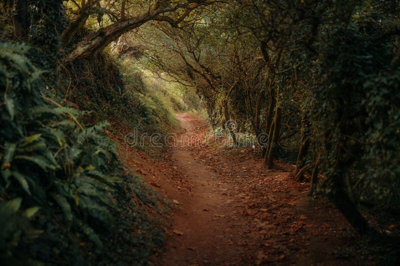 Scenic Forest Path with Lush Greenery Stock Image - Image of landscape ...