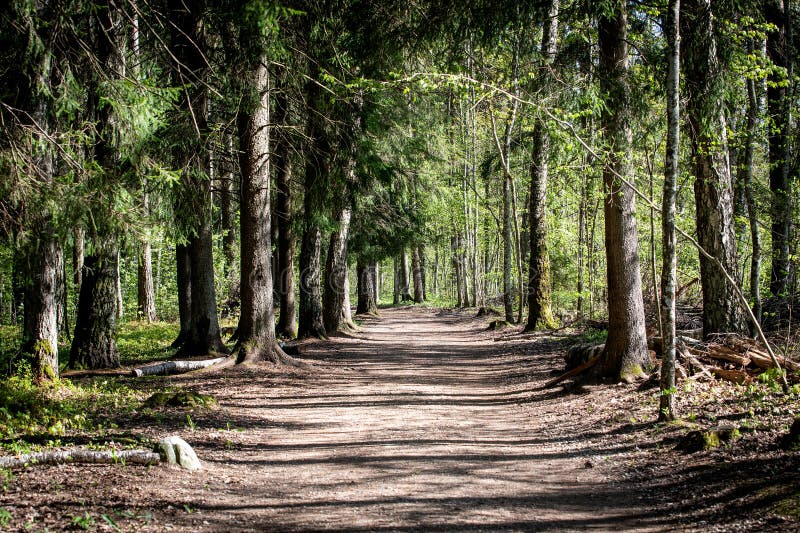 Scenic Forest Path with Tall Trees and Sunlight on the Ground Stock ...