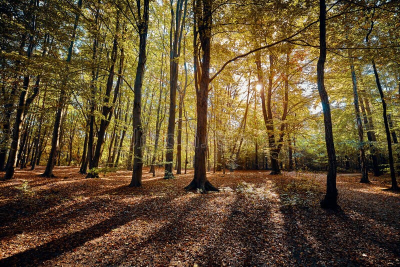 Scenic Forest View at Sunrise. Stock Photo - Image of tree, scenery ...