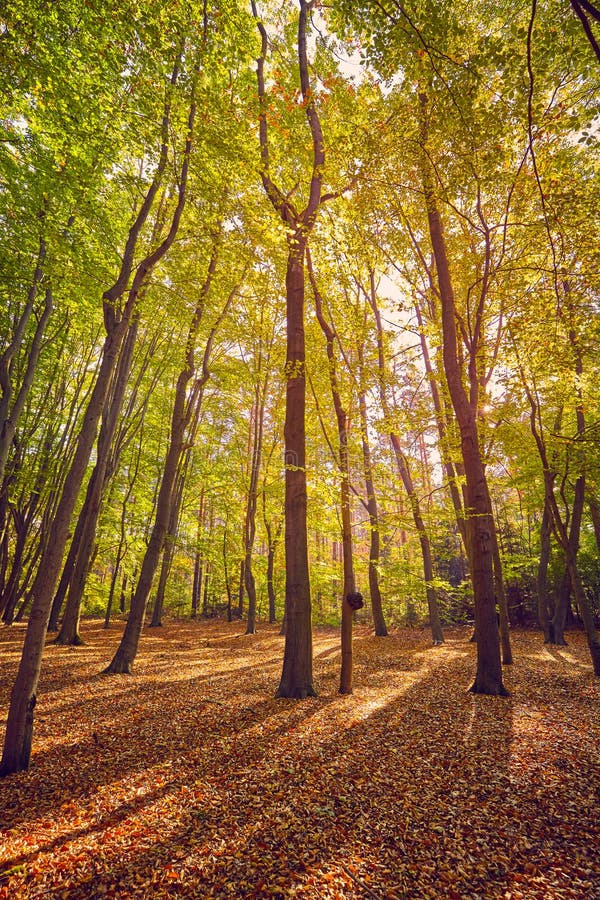 Scenic Forest View at Sunrise. Stock Photo - Image of sunrise, park ...