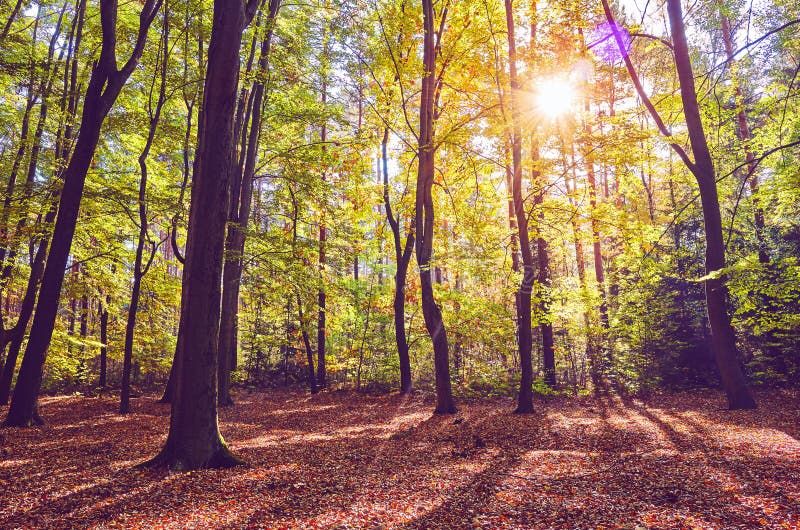 Scenic Forest View at Sunrise. Stock Photo - Image of orange, scenery ...