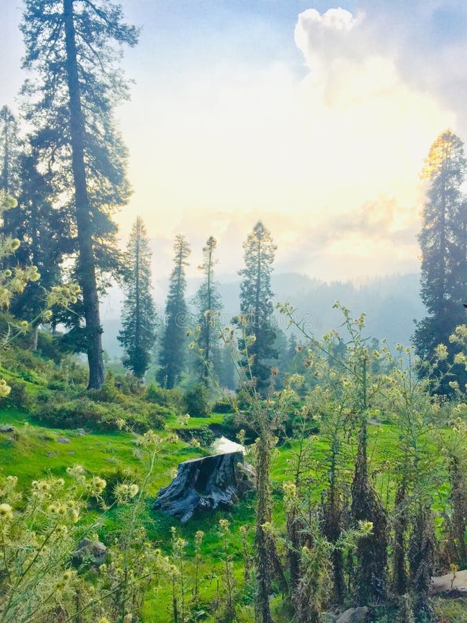 Scenic Green Forest with Tree Stumps and Cloudy Sky in the Mountains ...