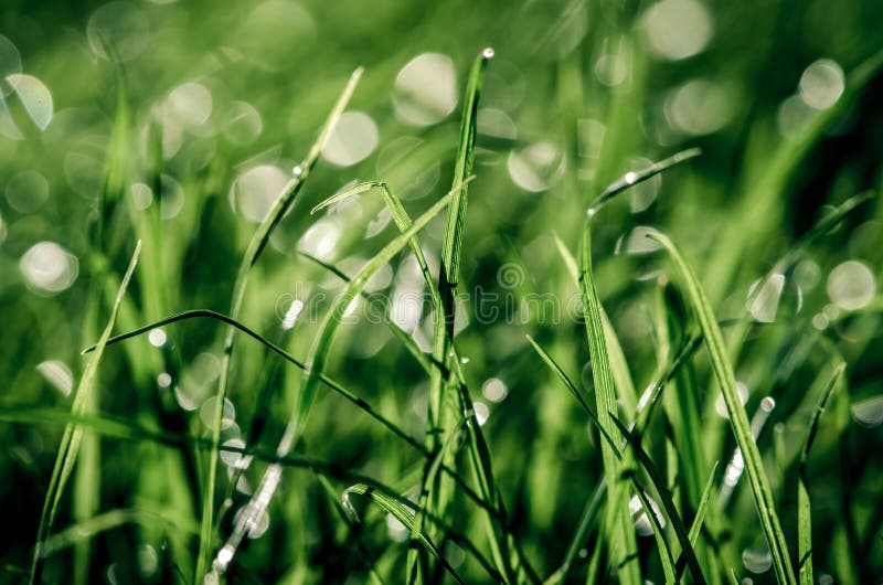 Scenic Green Grass Blades with Bokeh Effect Stock Photo - Image of ...