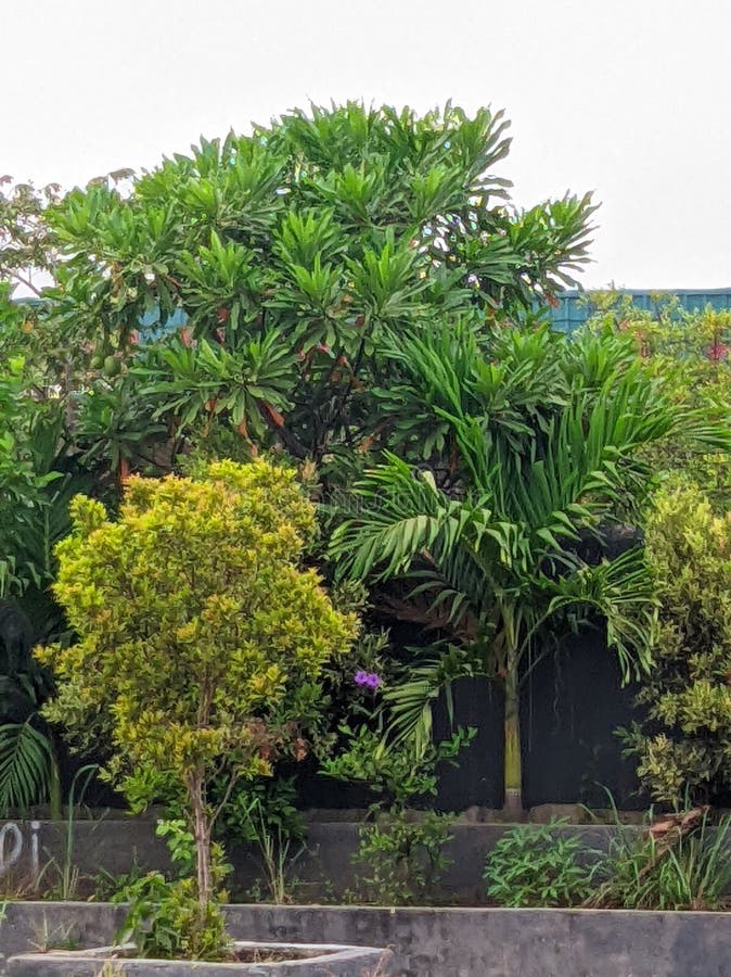 Scenic Green Tree Landscape Stock Photo - Image of vegetation, food ...