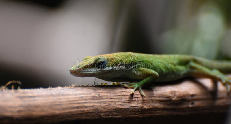 Scenic Image of a Red Throated Lizard Stock Photo - Image of animal ...