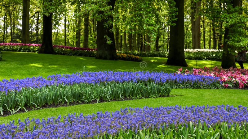 Scenic Keukenhof Gardens Panoramic View in the Netherlands during ...