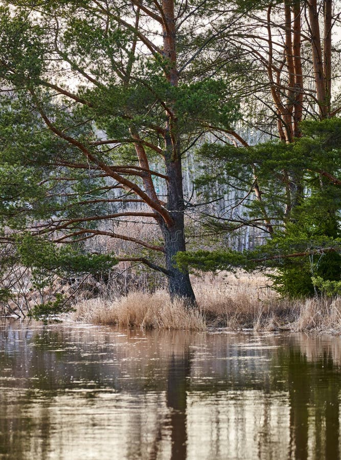 Scenic Lake with Trees and Grassy Shoreline Stock Photo - Image of ...