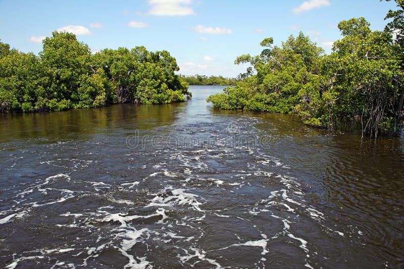Manatee River stock image. Image of preserv, manatee, reflection - 154191