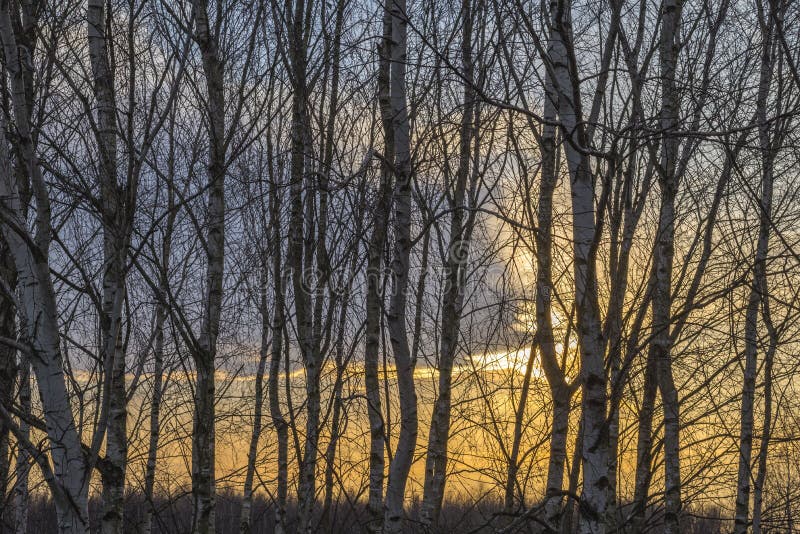 Scenic Landscape with Bare Birch Trees during a Spring Sunset Stock ...