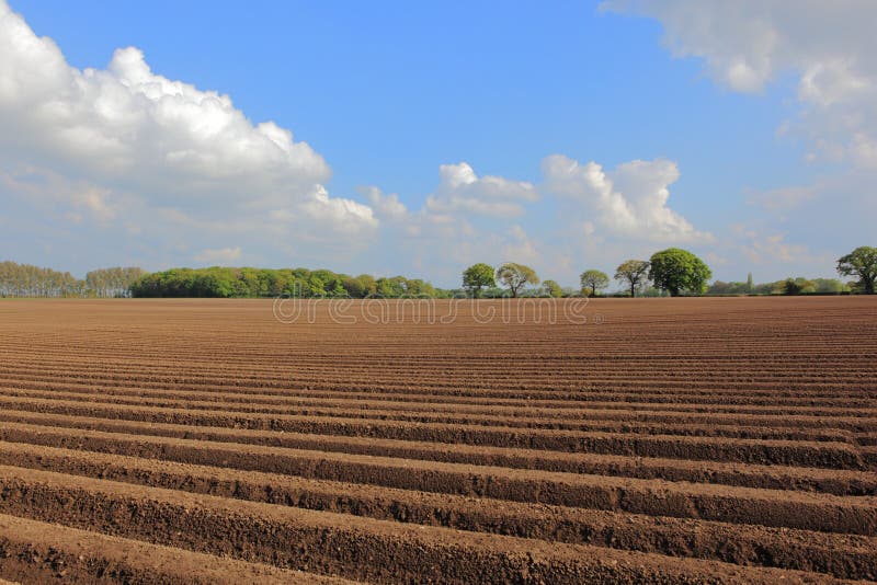Ridges and Furrows in a Newly Planted Field of Potatoes Stock Photo ...