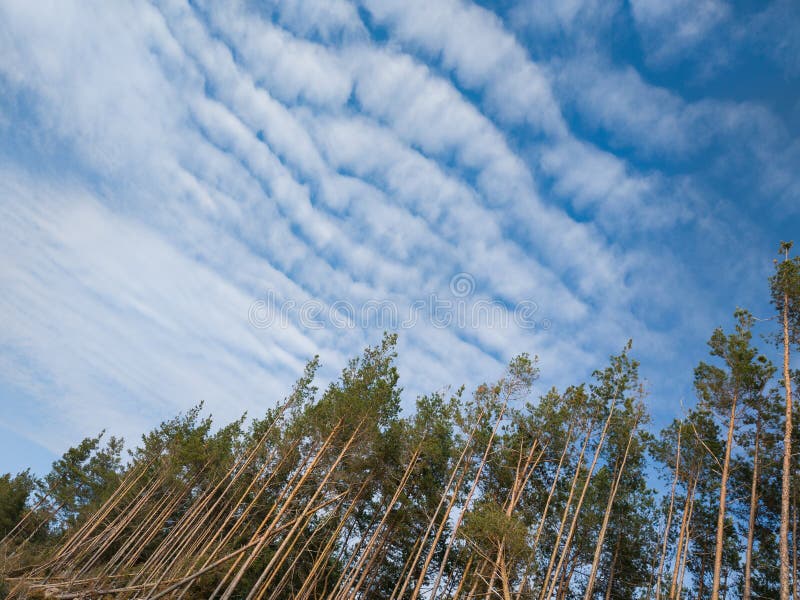 Scenic Landscape. Blue Cloudy Sky. Pine Forest. Bottom View. Beautiful ...