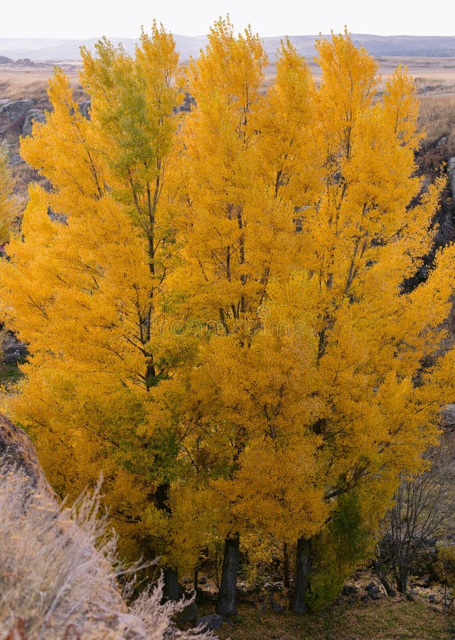 Scenic Landscape with a Cluster of Yellow Trees in Autumn Stock Photo ...