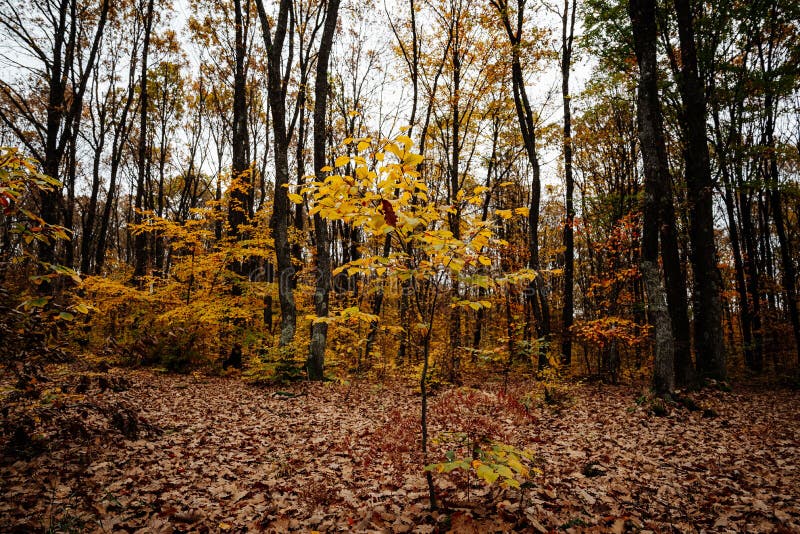 Scenic Landscape of a Dense Forest with Fallen Rusty Autum Leaves Stock ...