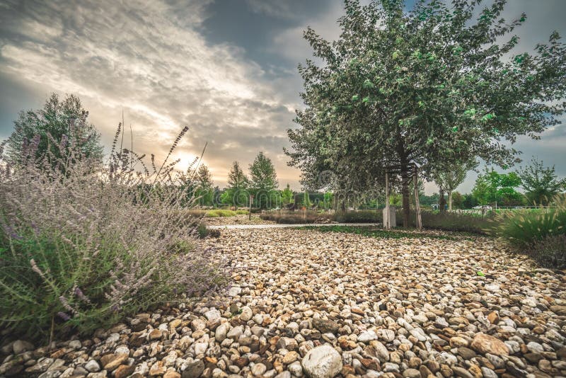 Scenic Landscape Featuring a Small Tree Situated Amongst a Field of ...