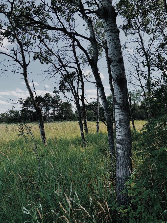 Landscape of a Green Lush Field with Trees Stock Photo - Image of ...