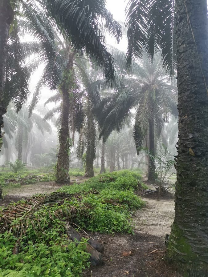 Misty Morning Scene at the Palm Forest Stock Image - Image of outdoor ...