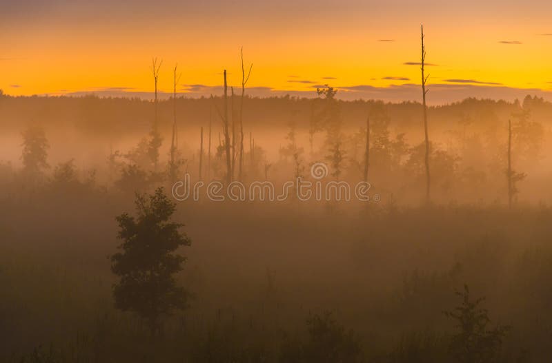Sunset and mist in a swamp stock photo. Image of mist - 285835716