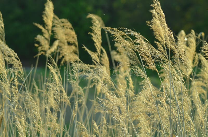 Scenic Landscape of Tall, Phragmites Australis Grass Swaying in the ...