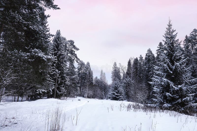 Scenic Landscape of Winter Snowy Forest Stock Photo - Image of forest ...