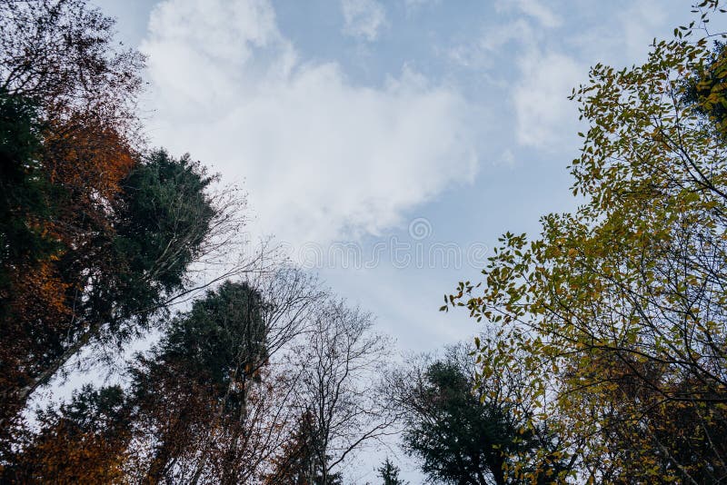 Scenic Low Angle Shot of Colorful Tall Forest Trees on a Sunny Day ...