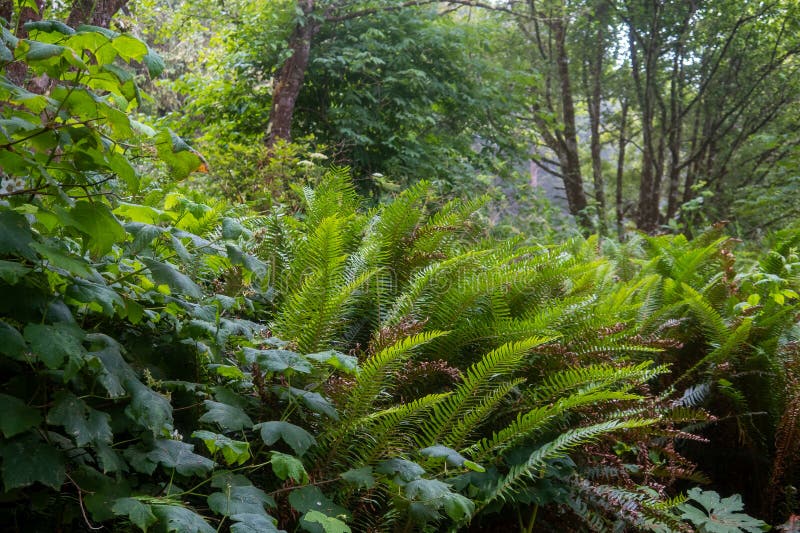 Scenic Lush Green Rainforest in Oregon Stock Image - Image of outdoors ...