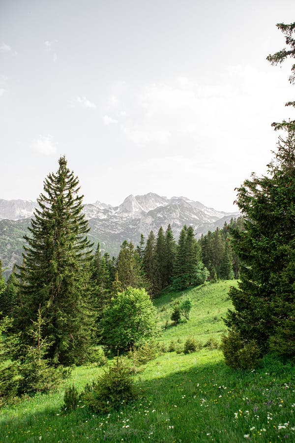 Scenic Meadow with Mountains and Clear Sky. Stock Image - Image of ...