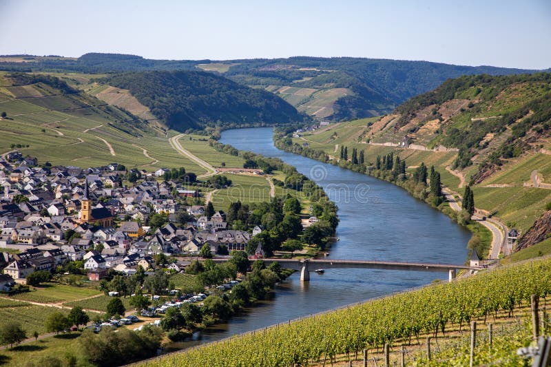 Scenic Mosel River Loop at Trittenheim, with Green Vineyards Stock ...