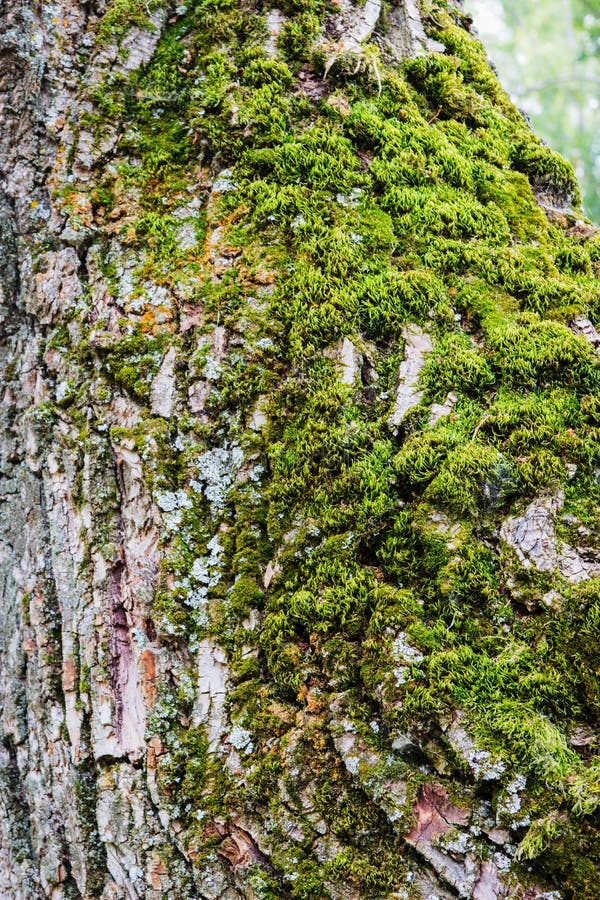Moss on a Tree Bark Summer Outdoor Stock Photo - Image of abstract ...