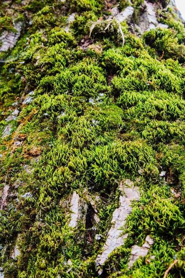 Moss on a Tree Bark Summer Outdoor Stock Photo - Image of grass, flora ...