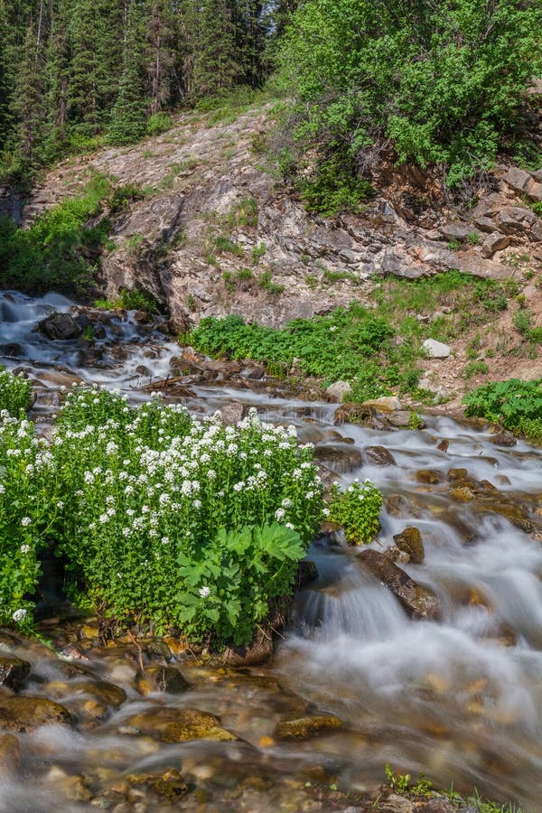Scenic Mountain Stream in Summer Stock Photo - Image of beauty, stream ...