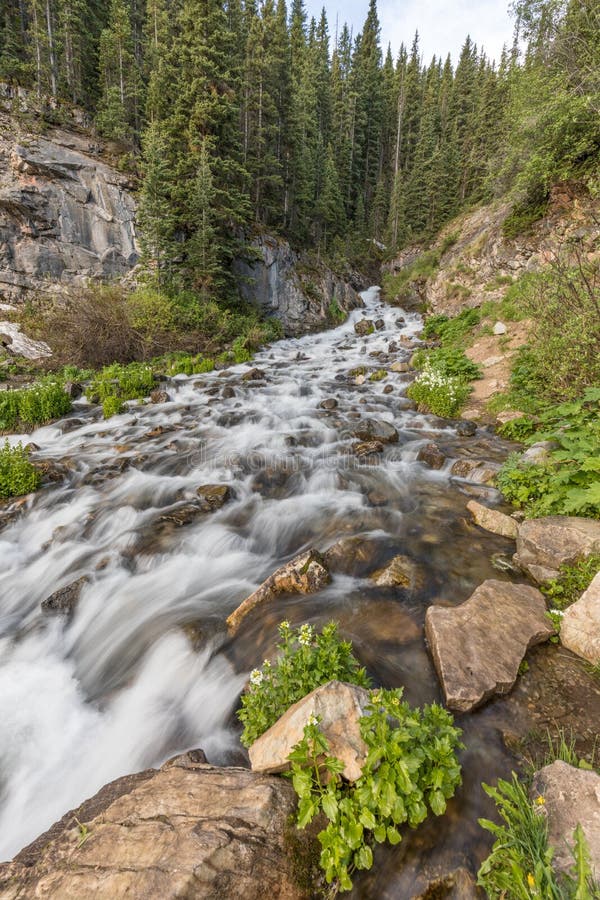 Fast Flowing Mountain Stream in Summer Stock Image - Image of scenic ...