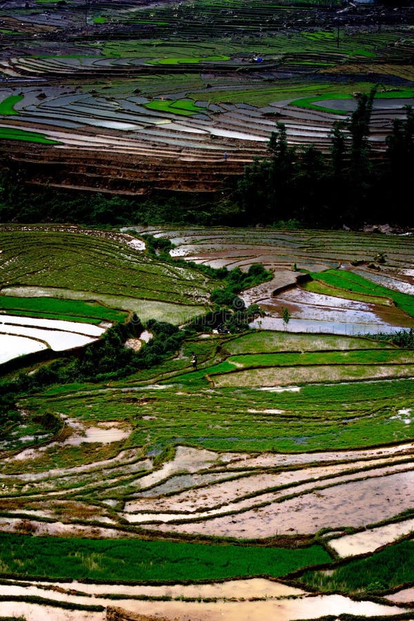 Scenic Mountain View with Rows of Terraced Rice Fields Along the Side ...