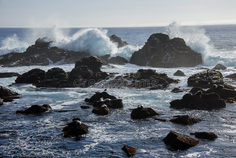 Scenic Ocean Landscape with Seals Hiding from Waves Stock Image - Image ...