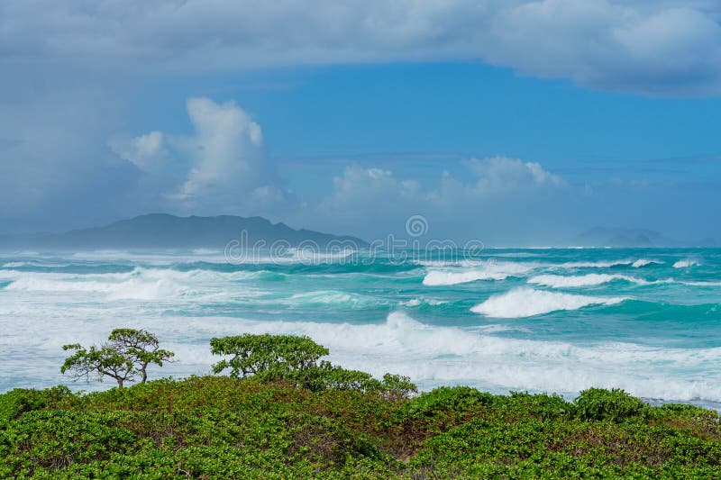 A Scenic Ocean View from a Hill with Trees in the Foreground Stock ...