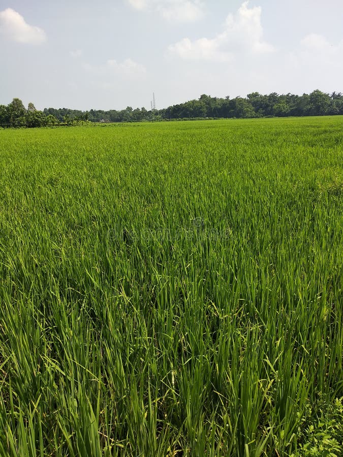 Scenic stock photo. Image of rice, scenic, open, udalguri - 126603806