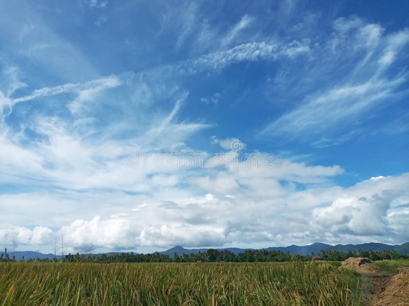 Scenic Paddy Field during Harvest Season in Summer Stock Image - Image ...