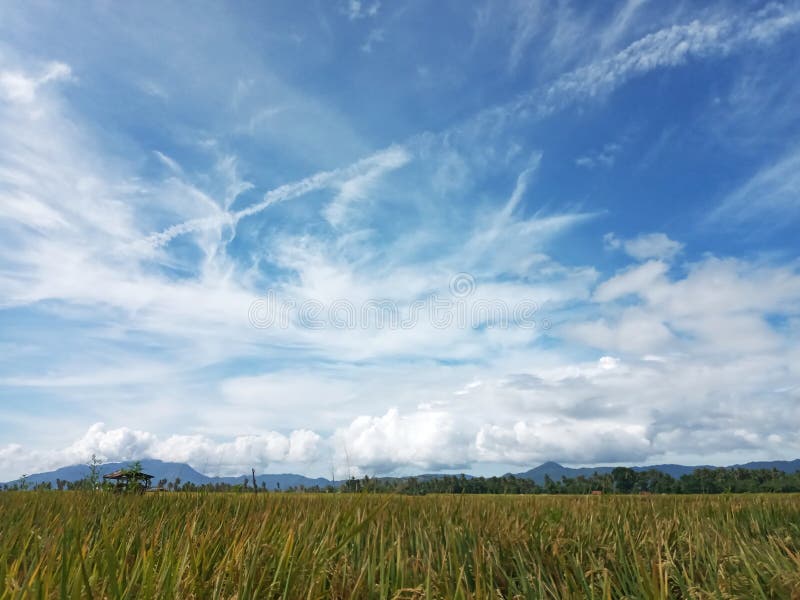 Scenic Paddy Field during Harvest Season in Summer Stock Image - Image ...
